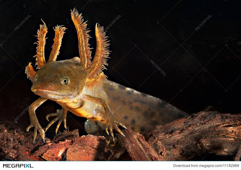 Water Newt