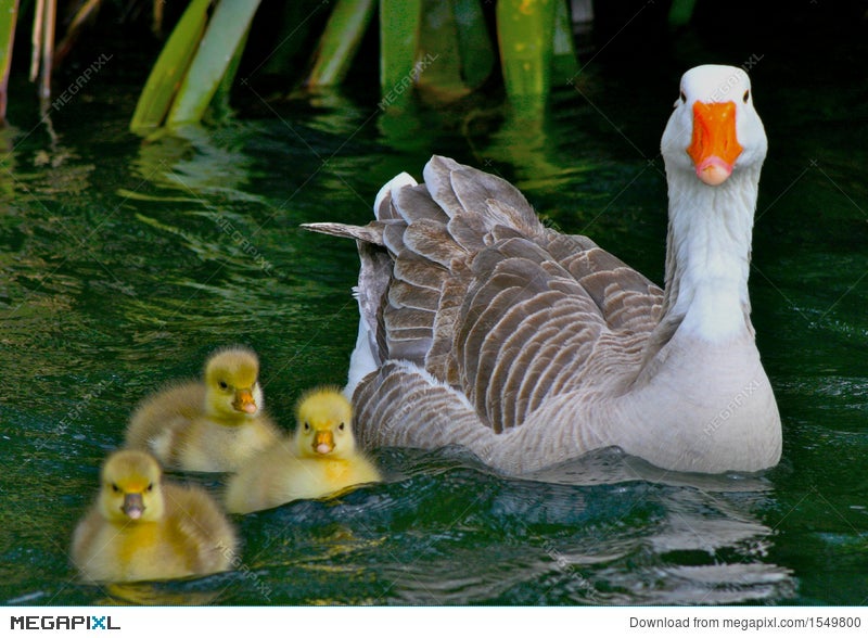 Goose And Gosling