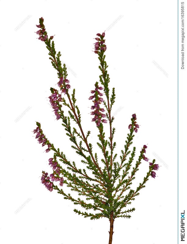 Clipart Heather Plant