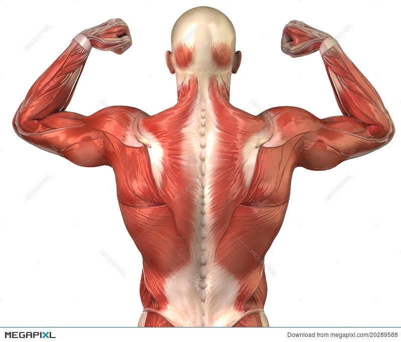 Muscular System Without Labels Front And Back