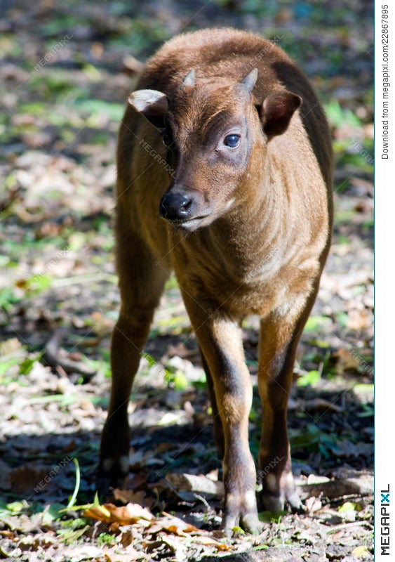 Lowland Anoa (Bubalus Depressicornis) Calf Stock Photo 22867895 - Megapixl