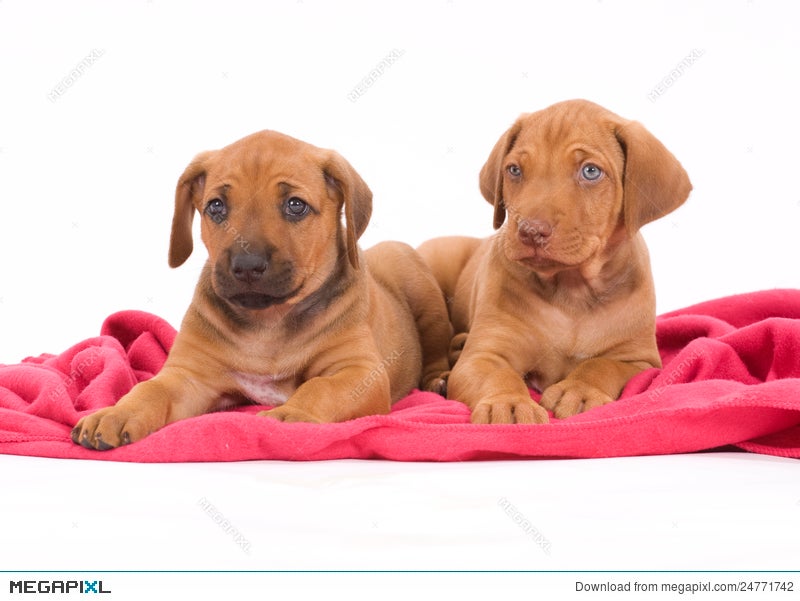 Black Ridgeback Puppies