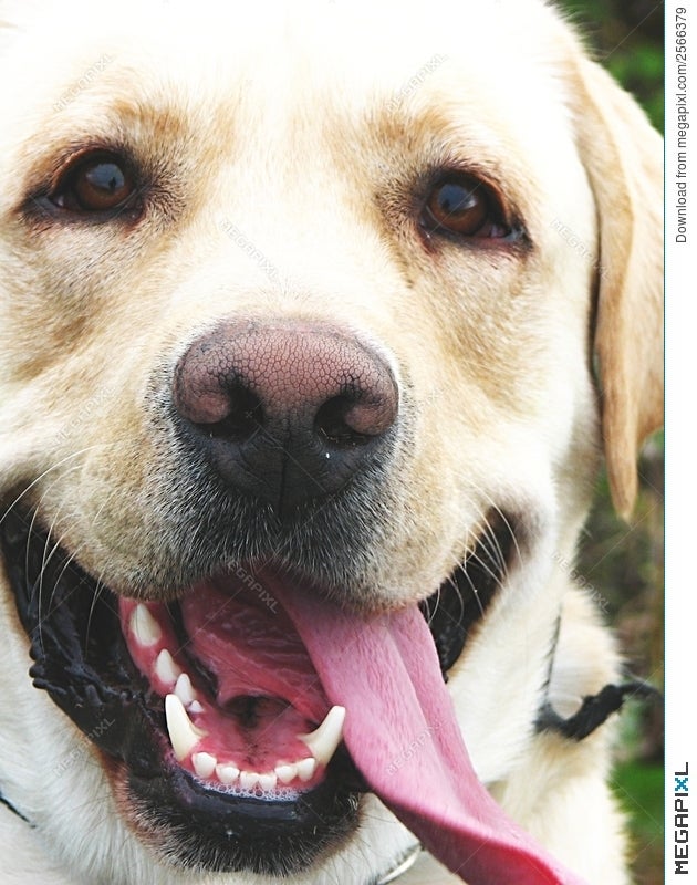 Smiling Dog Commercial