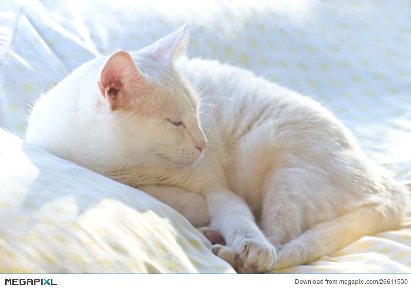Cute White Cat Sleeping