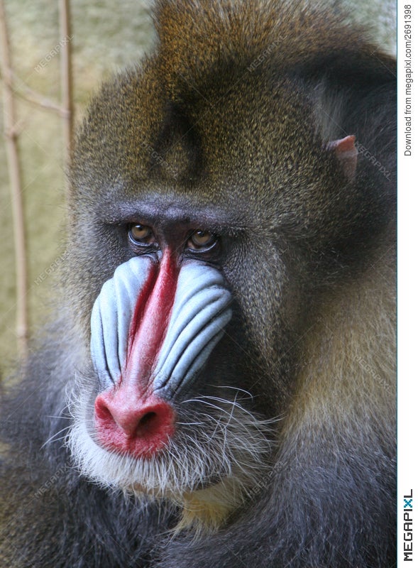 Mandrill Baboon Face