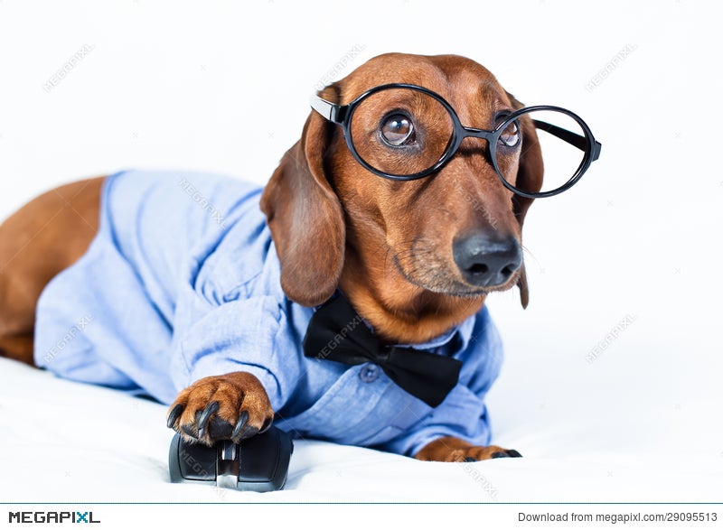 Dog With Glasses On Computer