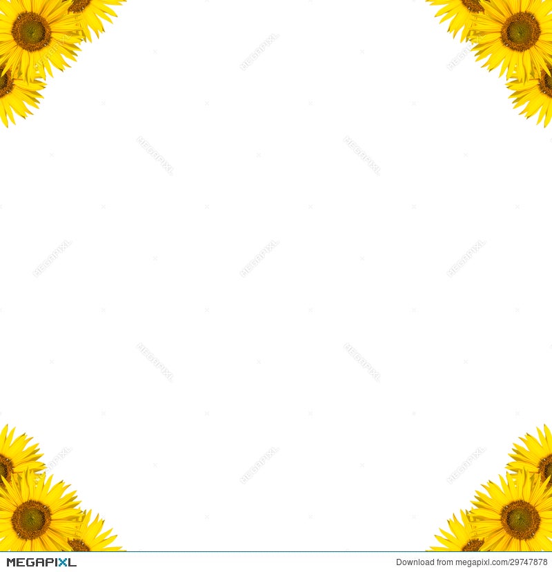 Sunflower Page Border
