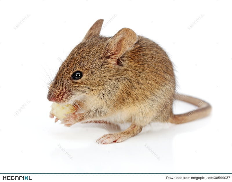White Mouse Eating Cheese