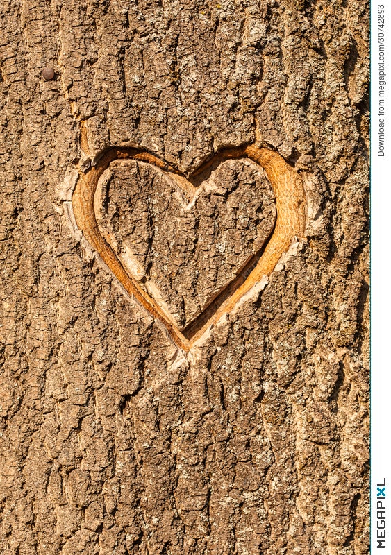 Heart In Tree Bark
