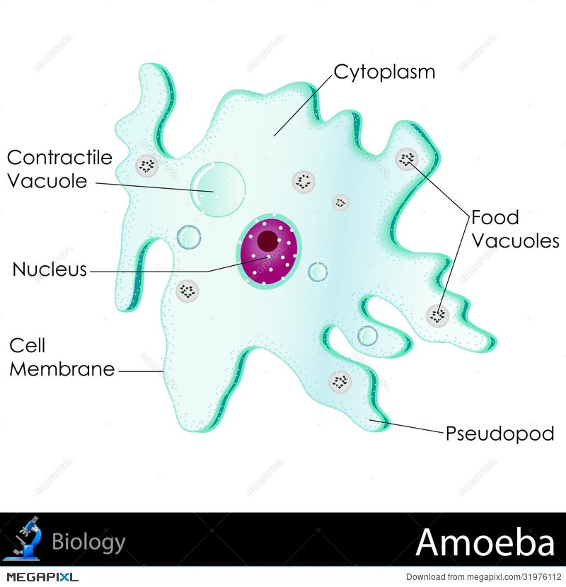 Amoeba Diagram