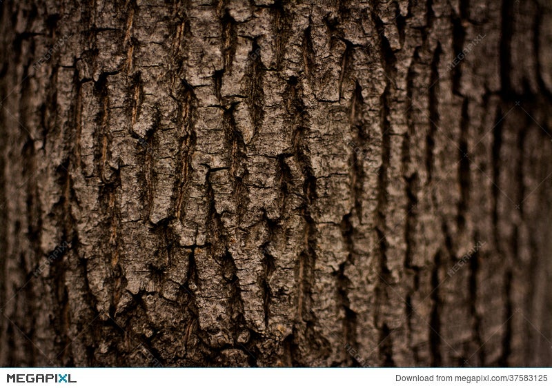 Dark Brown Tree Bark