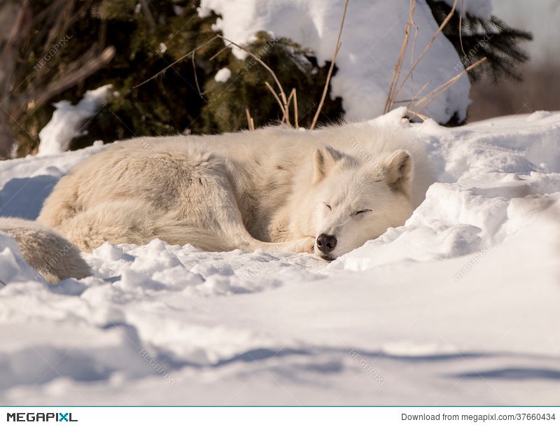 Wolf Lying Down In Snow