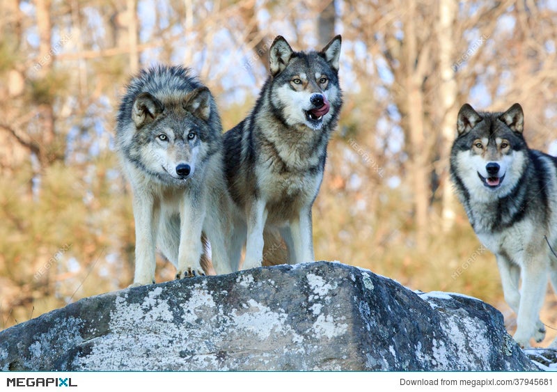 4. Is Your Marriage Wolf Proof? – Sawdust and Glitter