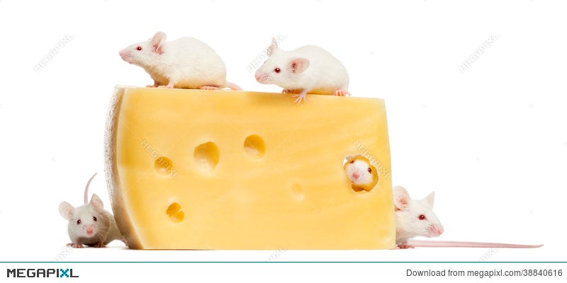 White Mouse Eating Cheese