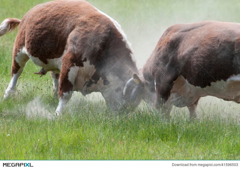 Bulls Fighting Stock Photo 41596503 - Megapixl