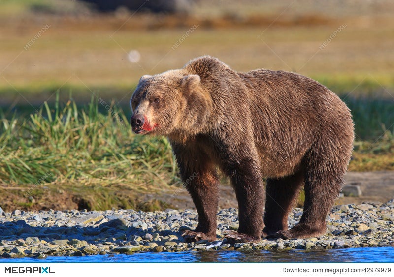 Bloody Grizzly Bear Eating