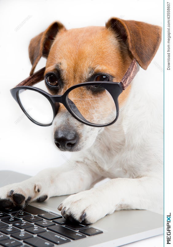 Dog With Glasses On Computer