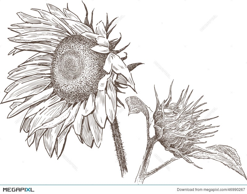 Sunflower Illustration 46990267 - Megapixl