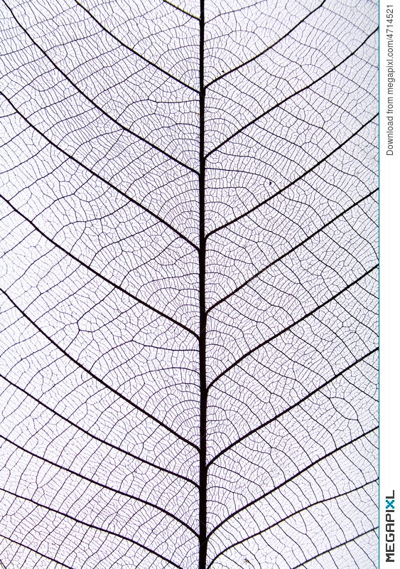 Veins Pattern
