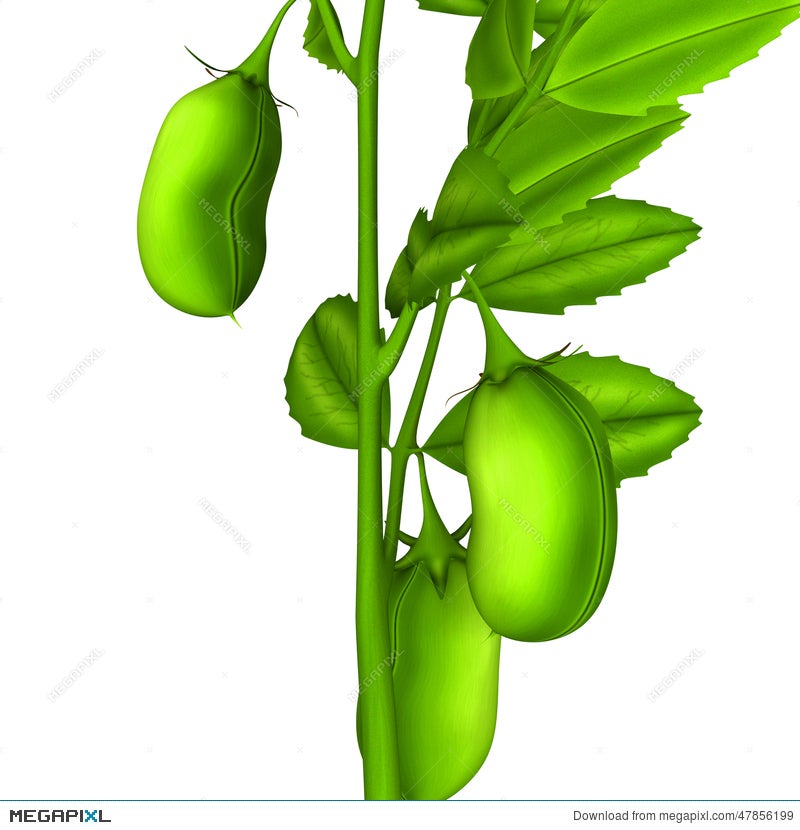 Green Gram Plant Diagram