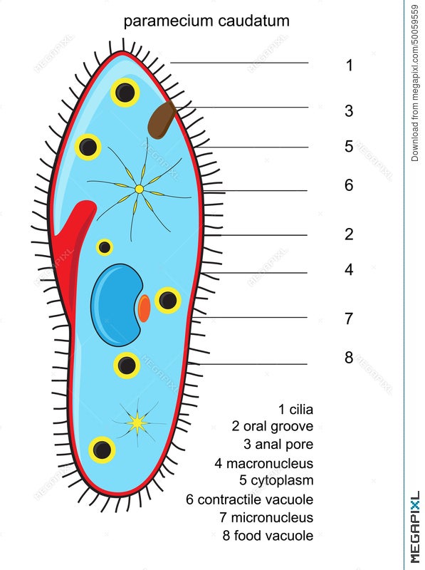 Paramecium Cell Membrane