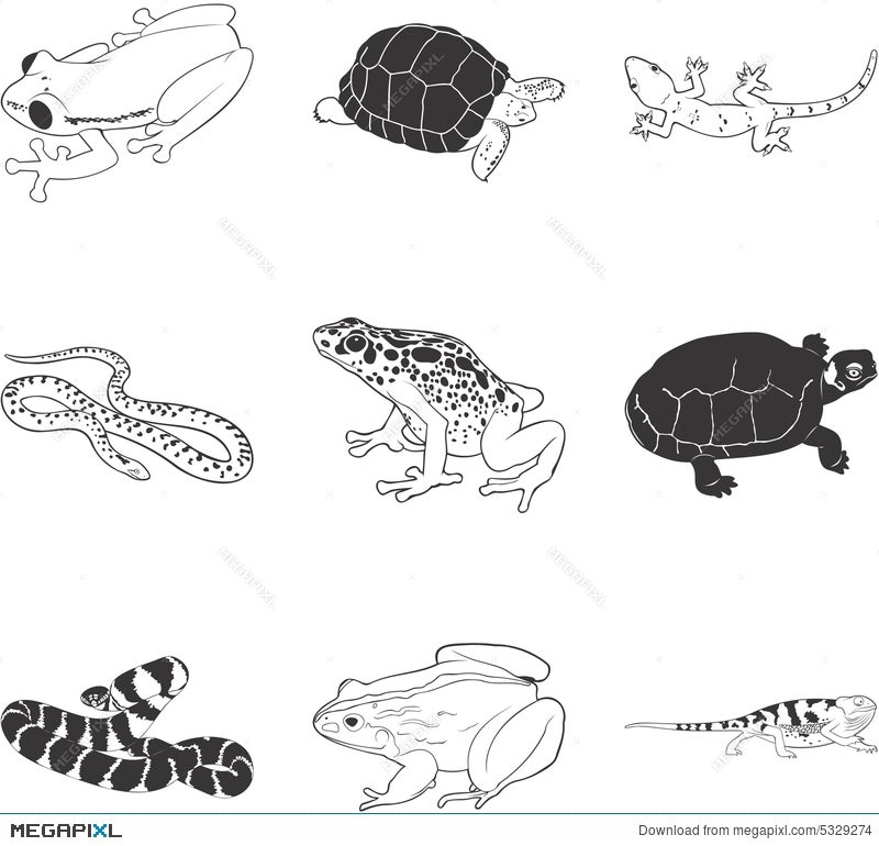 Amphibians And Reptiles Drawings