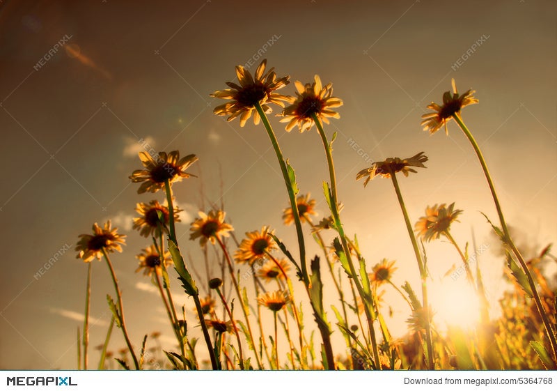 Daisy Field Sunset