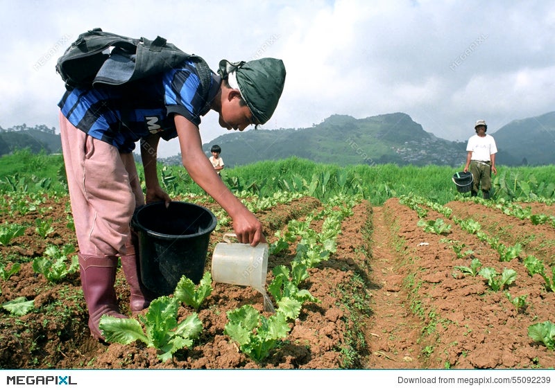 Filipino Farmer Clipart