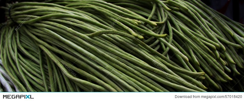 Seeds & Bulbs A Rare Bush Variety Yardlong Chinese Long Bean Dwarf ...