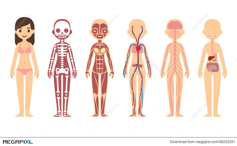 Female Body Anatomy Diagram
