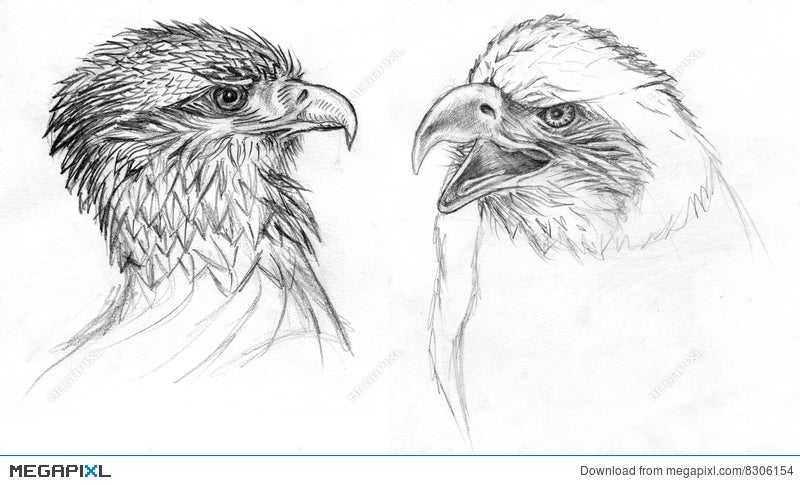 Pencil Drawings Of Birds Of Prey