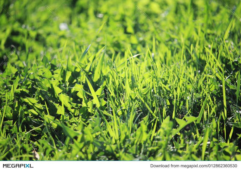 Green Moltey Grass Texture Stock Images by Megapixl