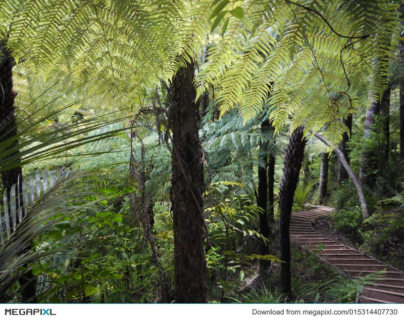 New Zealand Native Ponga Tree Hiking Trail Stock Photos by Megapixl