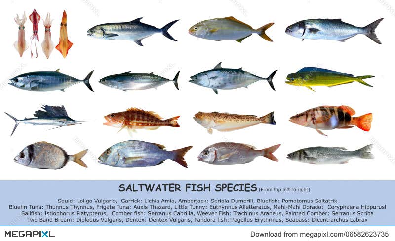 Fresh Frigate Tuna Fish Stock Images by Megapixl