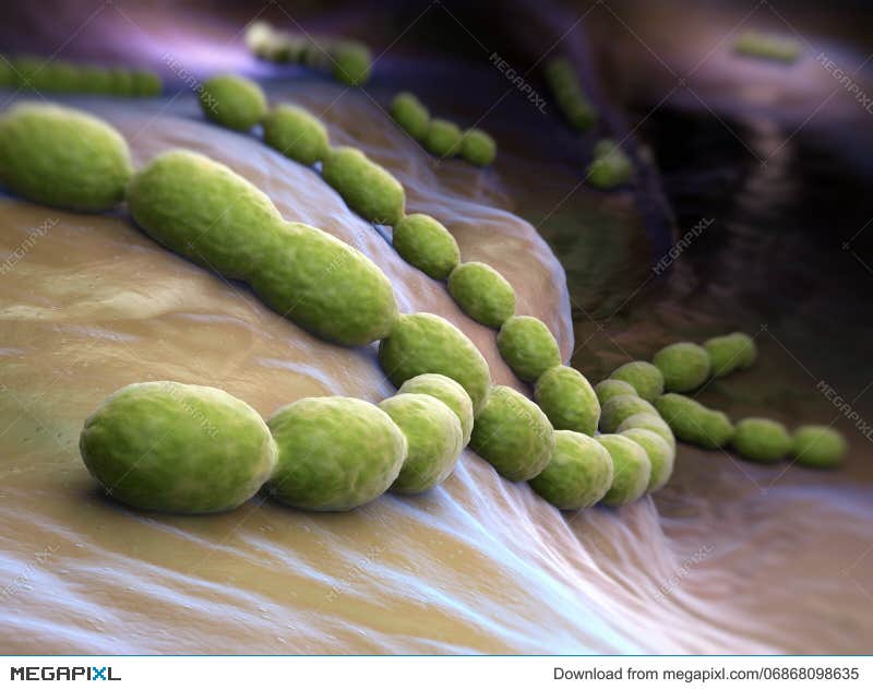 Pneumococcal Clipart And Illustrations