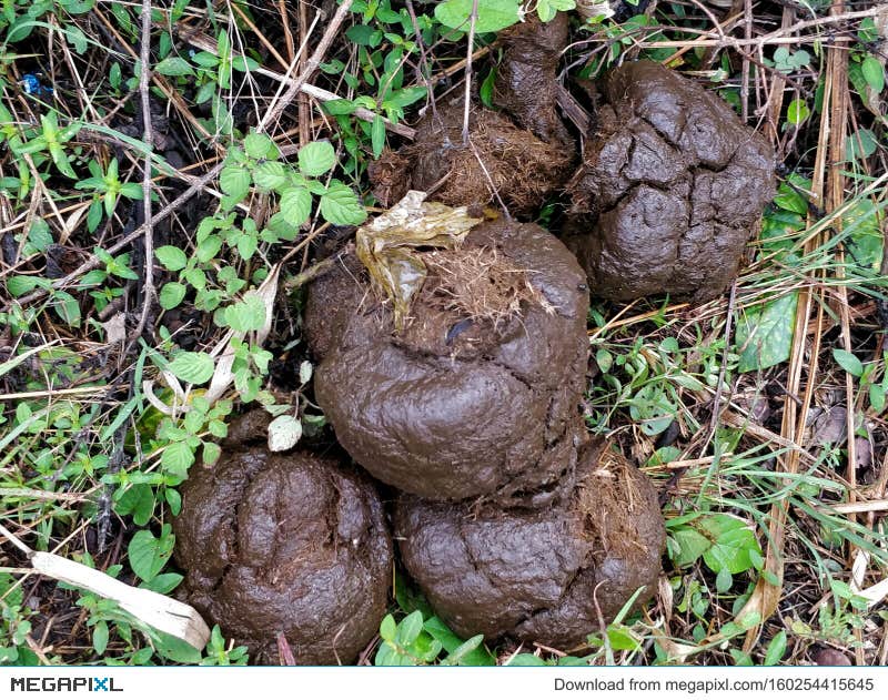 Fresh Elephant Poop Stock Photos by Megapixl