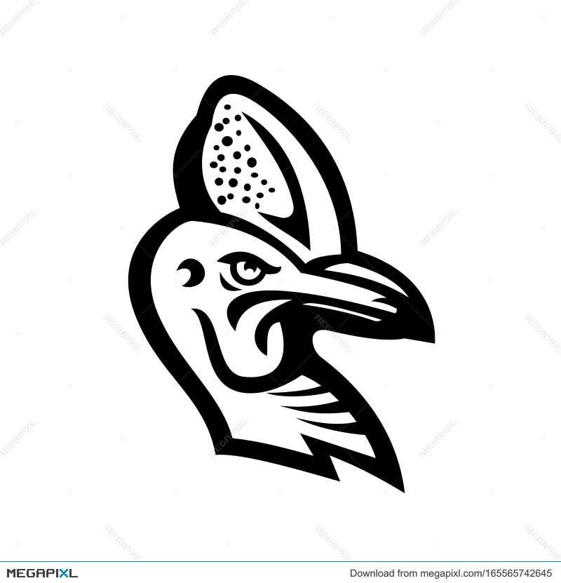 Ratites Clipart And Illustrations