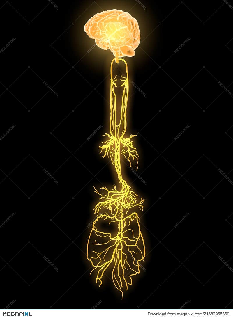 Pneumogastric Clipart And Illustrations