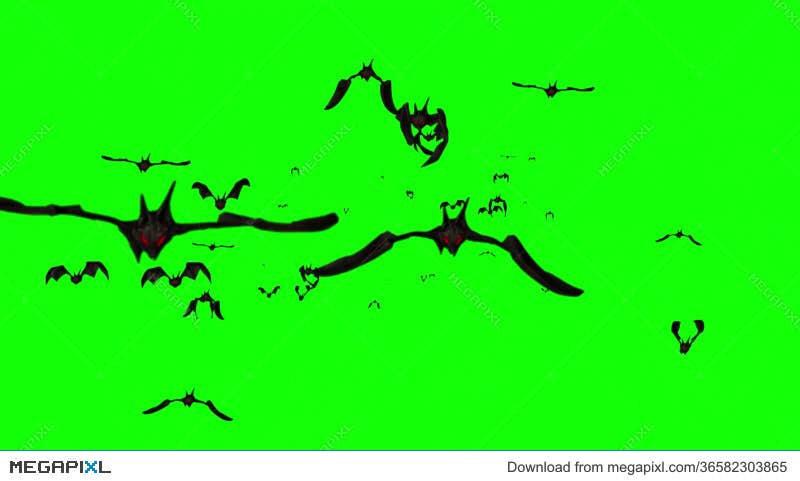 Flying Bats Green Screen Background Stock Video Footage by Megapixl
