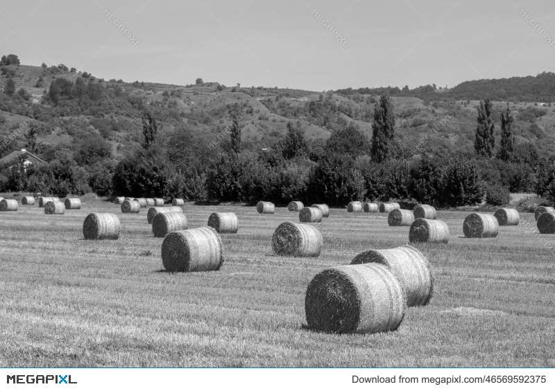 Agriculture Field Straw Rural Farm Grass Crop Cereal Sky Nature ...