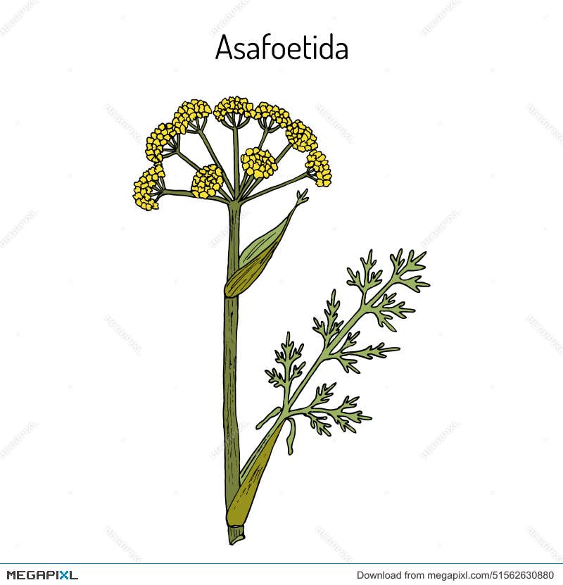 Assa Clipart And Illustrations