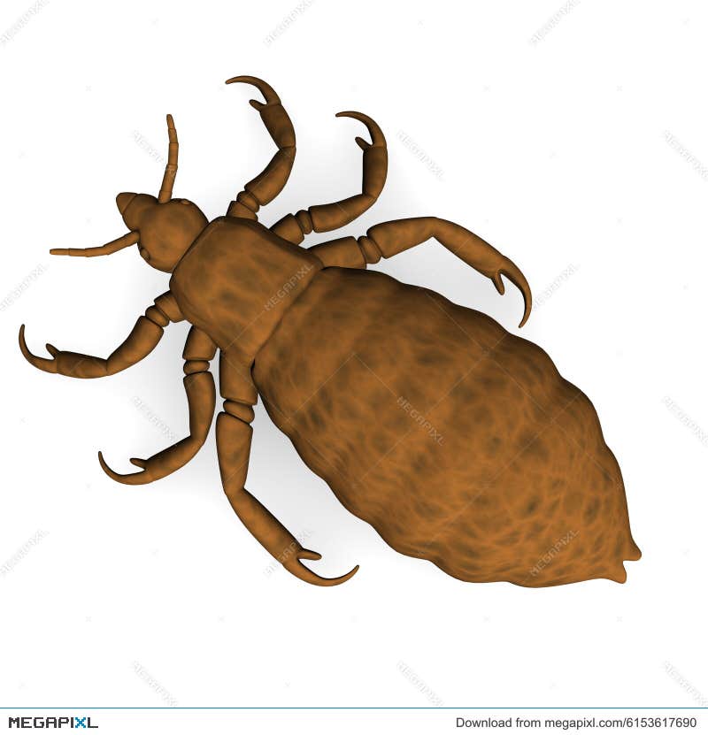 Chigger Clipart And Illustrations