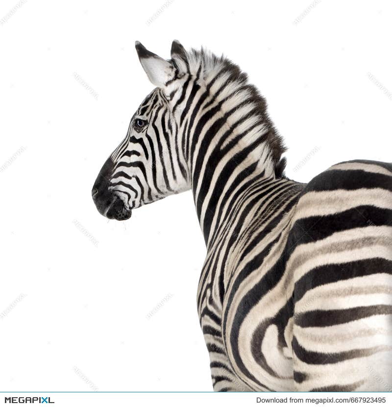 Zebra Back View Isolated Stock Images by Megapixl