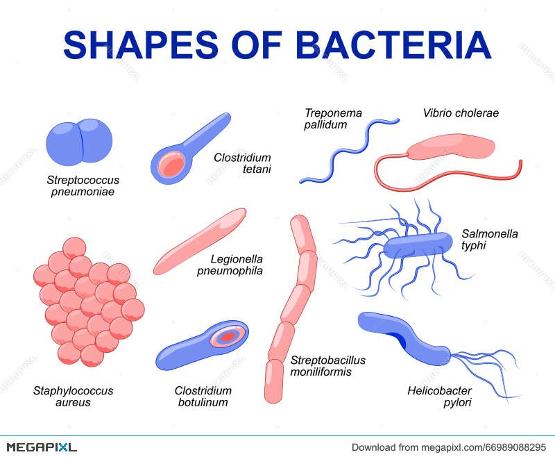 Streptobacillus Clipart And Illustrations