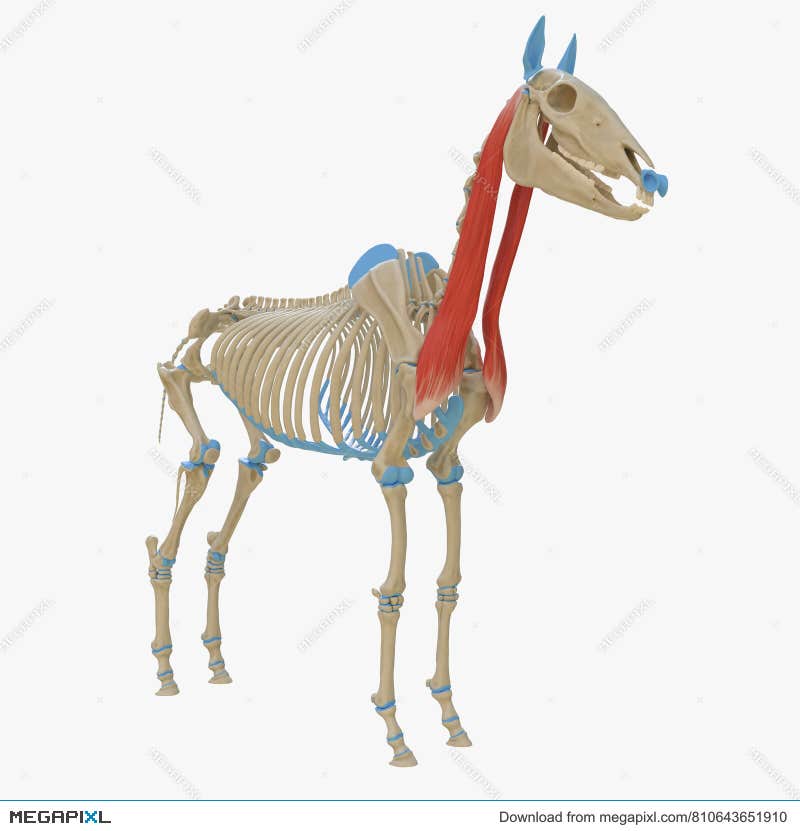 Brachiocephalicus Clipart And Illustrations