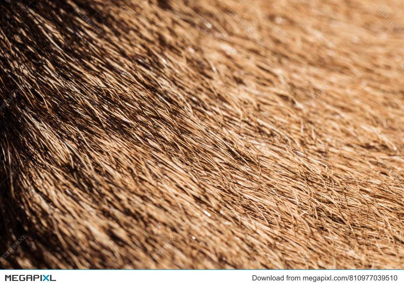 Background Antelope Skins Stock Images by Megapixl