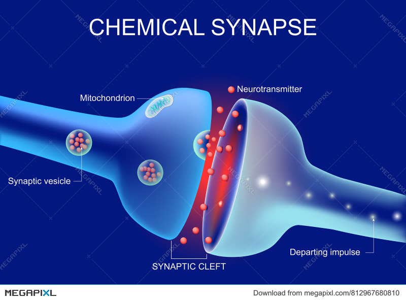Synaptogenesis Clipart And Illustrations