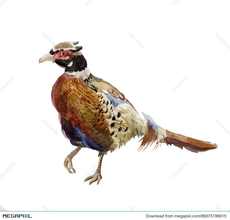 Chook Clipart And Illustrations
