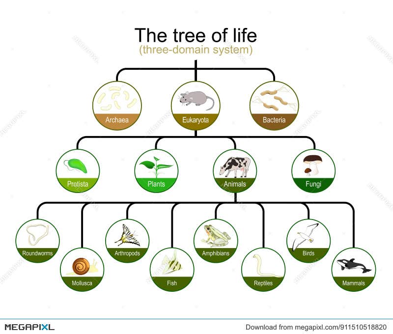 Bio Origins Clipart And Illustrations