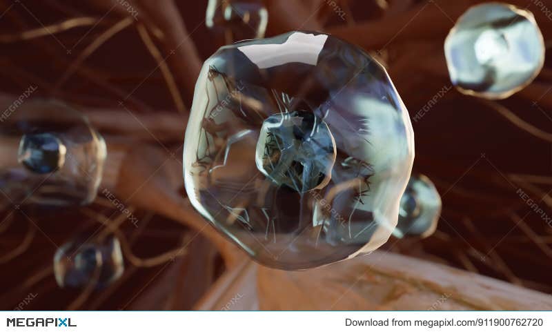 Hemocyto Clipart And Illustrations